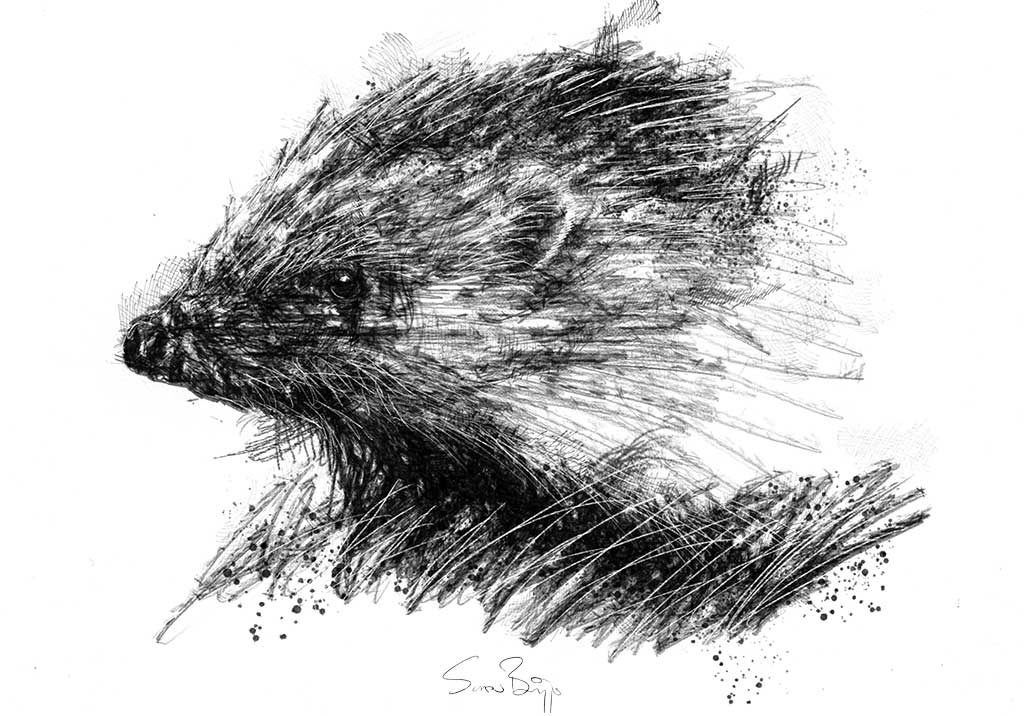 Hedgehog | SeanBriggs