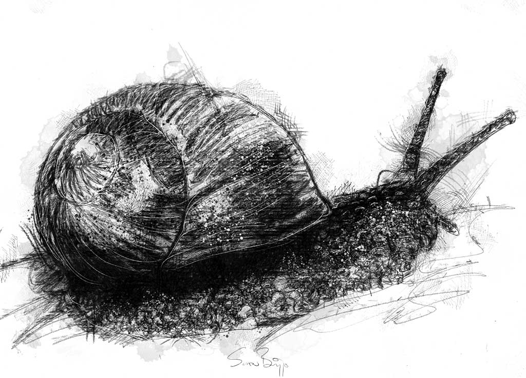 Garden snail | SeanBriggs