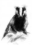 Badger | SeanBriggs