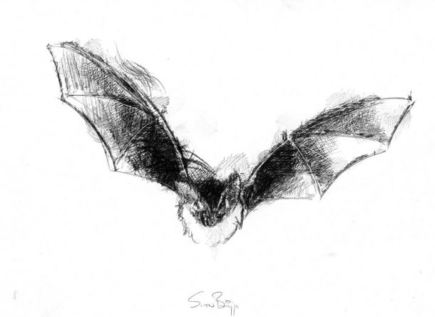 Bat | SeanBriggs