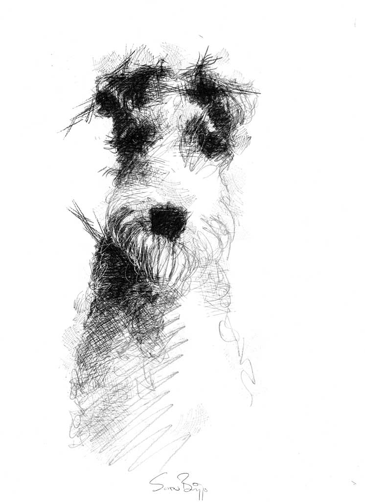 Fox terrier | SeanBriggs