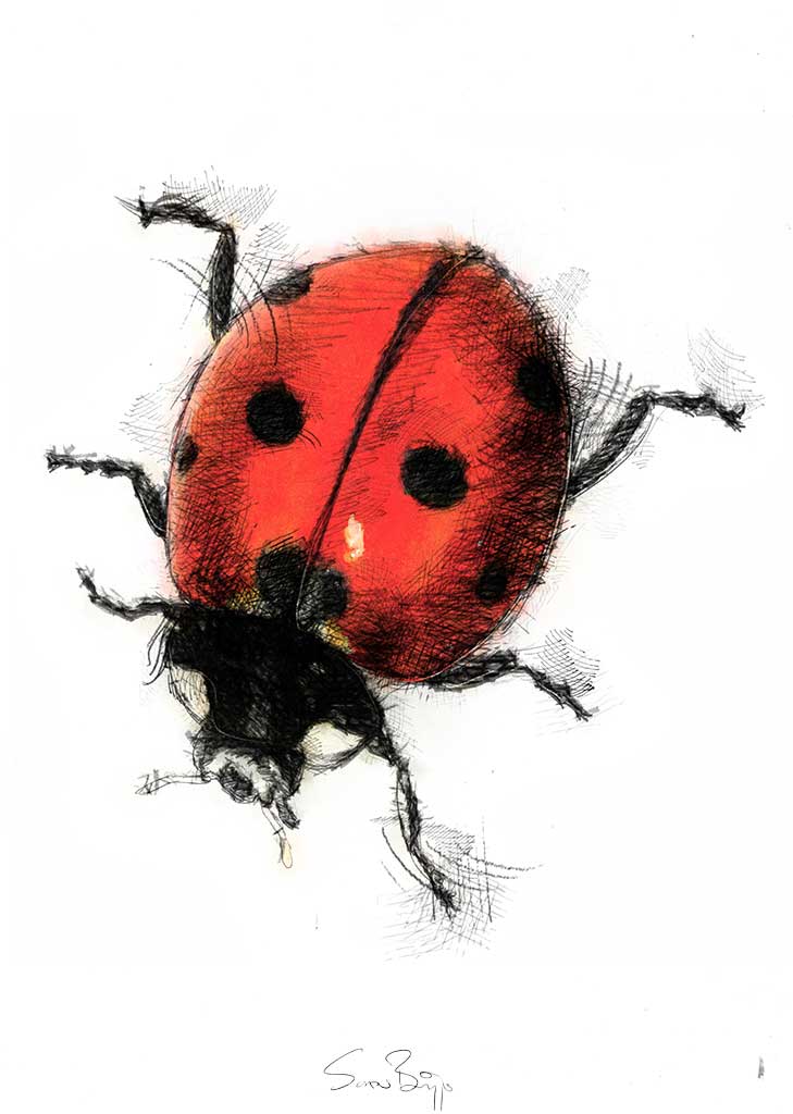 Ladybird | SeanBriggs