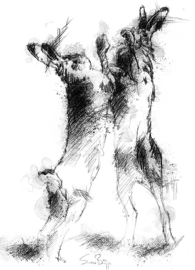 Hare's boxing | SeanBriggs