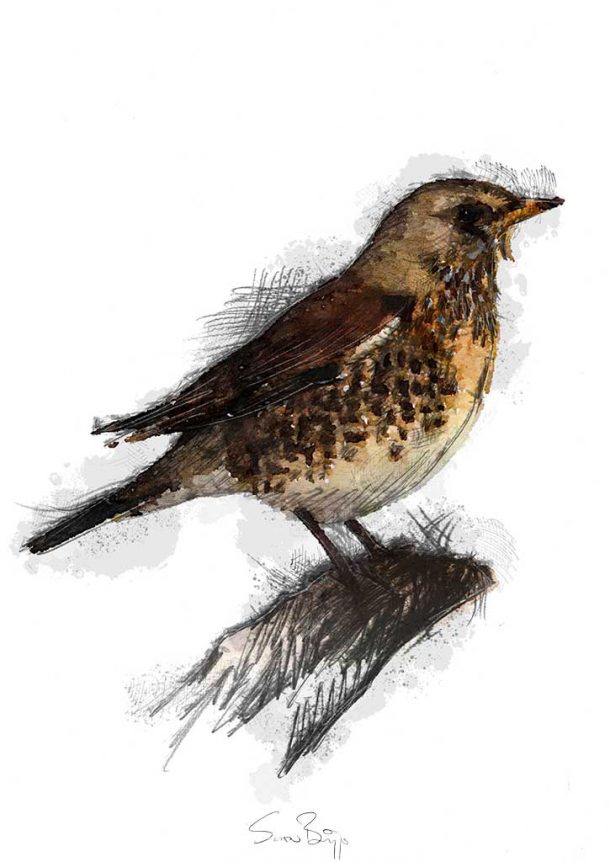 Fieldfare | SeanBriggs