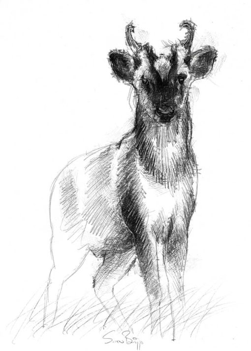 Muntjac | SeanBriggs