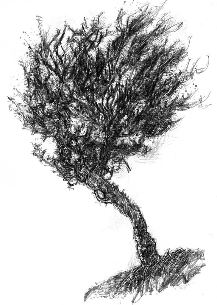 Windswept tree | SeanBriggs
