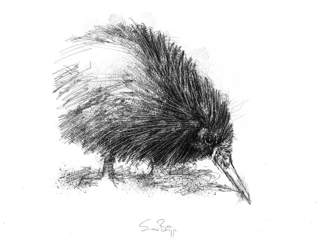 Kiwi | SeanBriggs