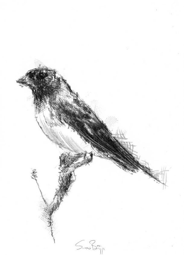 Brambling | SeanBriggs