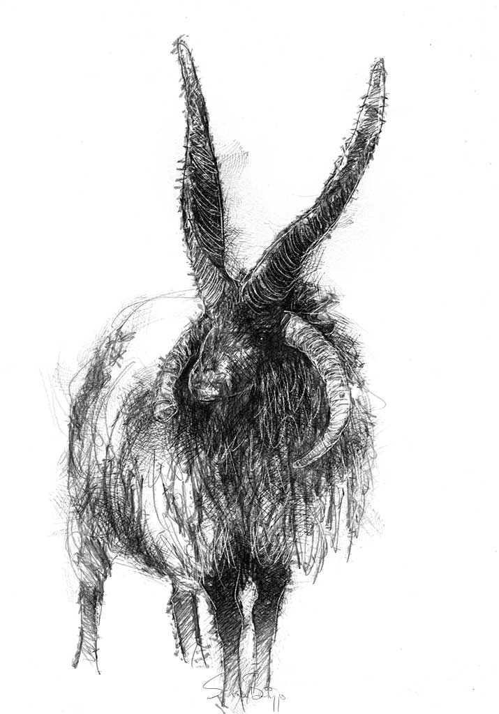 Jacob sheep | SeanBriggs