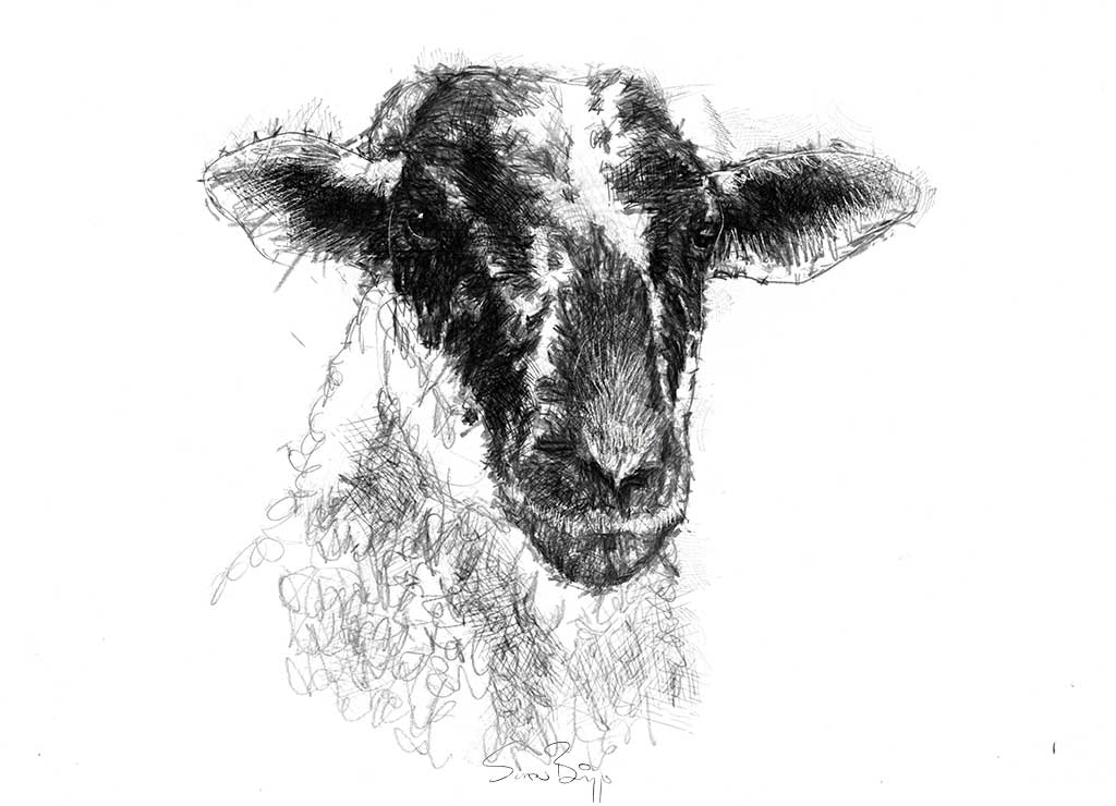 Sheep | SeanBriggs