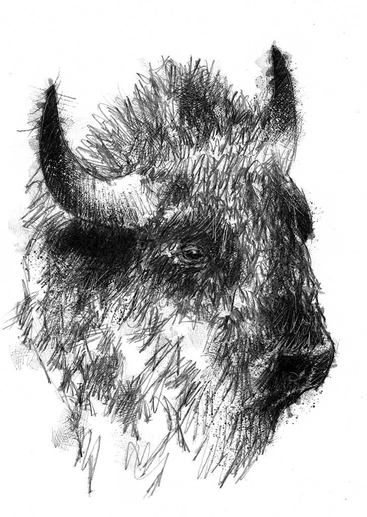Buffalo | SeanBriggs