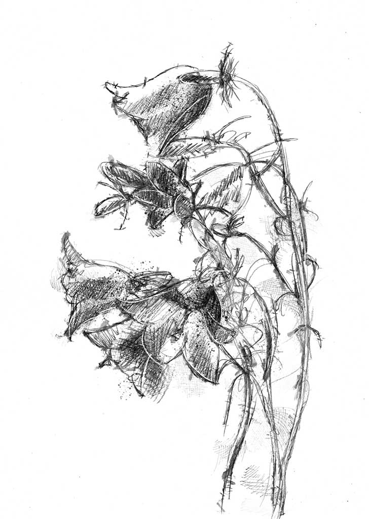 Harebells | SeanBriggs