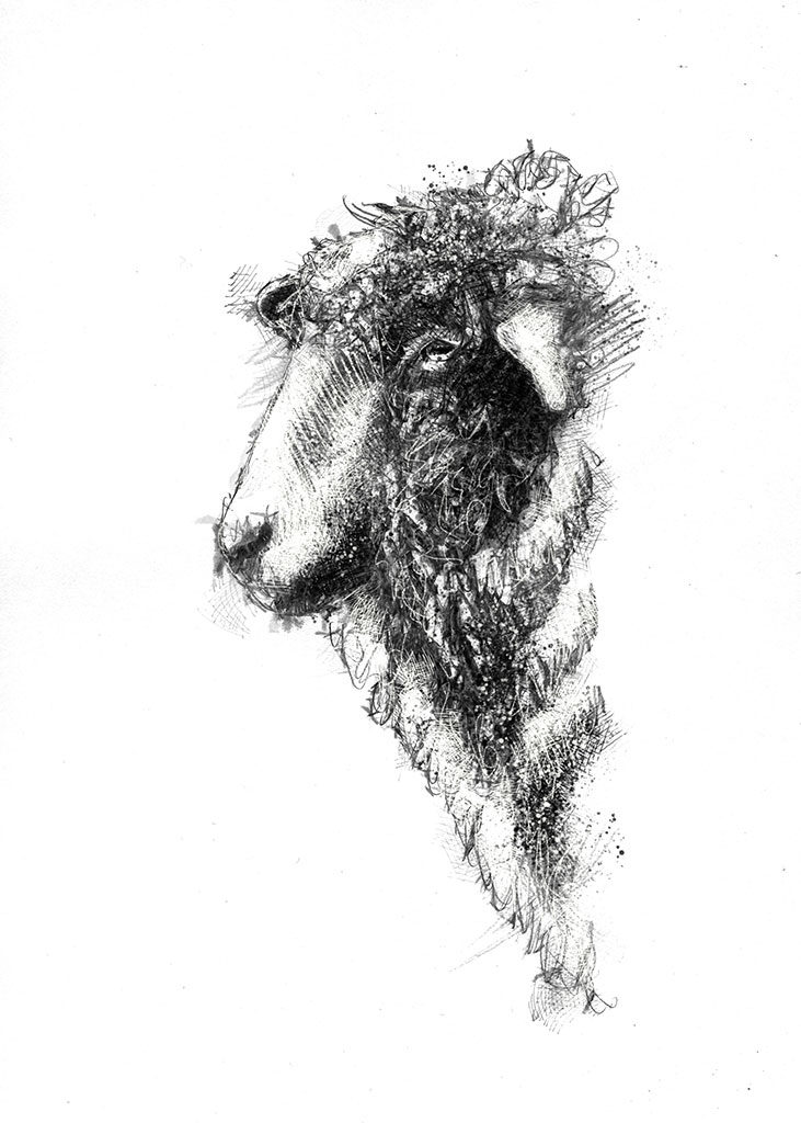 Wooly head | SeanBriggs