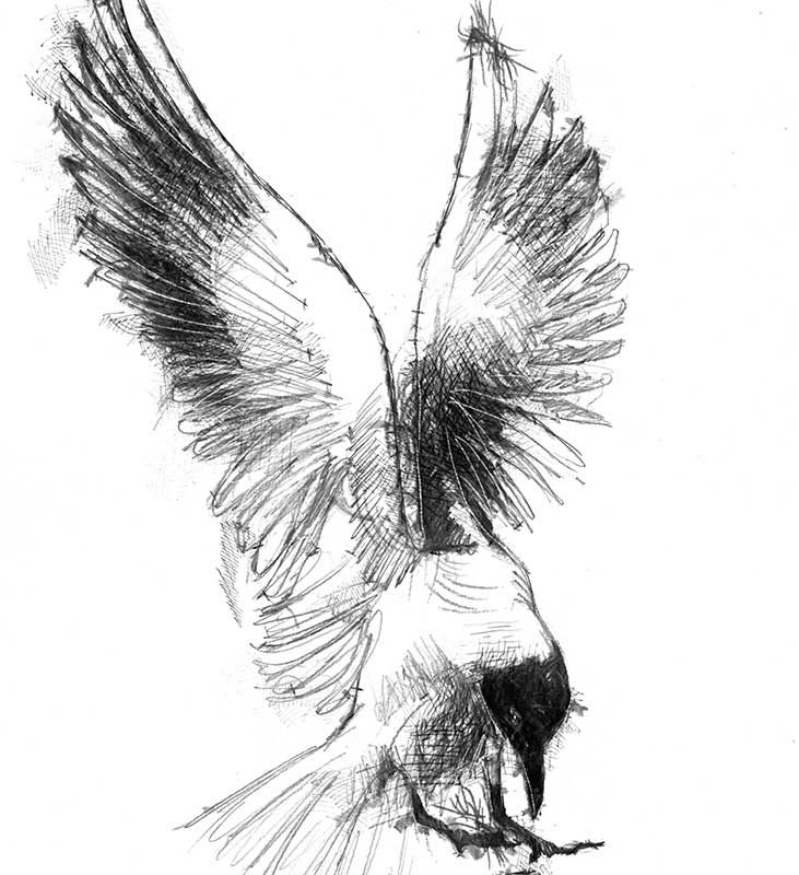 Bird sketch gallery | SeanBriggs