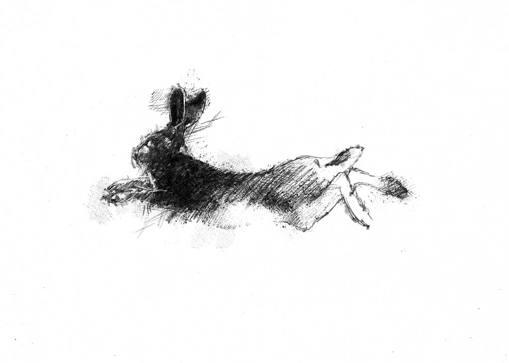 Hare flight | SeanBriggs