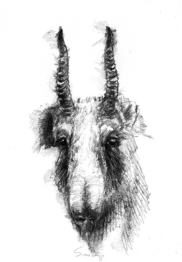 Saiga | SeanBriggs
