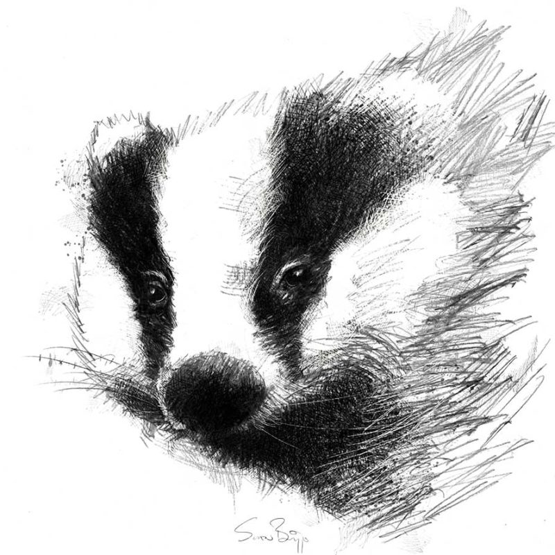 Wild animal gallery | SeanBriggs