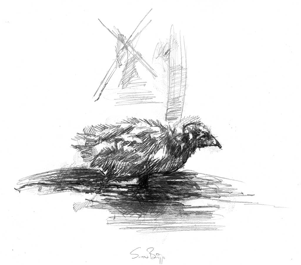 Coot chick | SeanBriggs