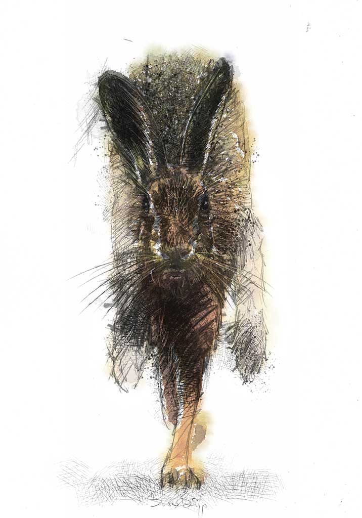 Running hare | SeanBriggs