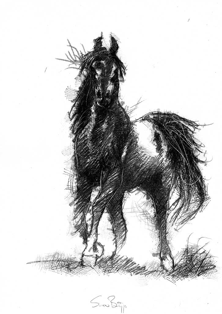 Stallion | SeanBriggs