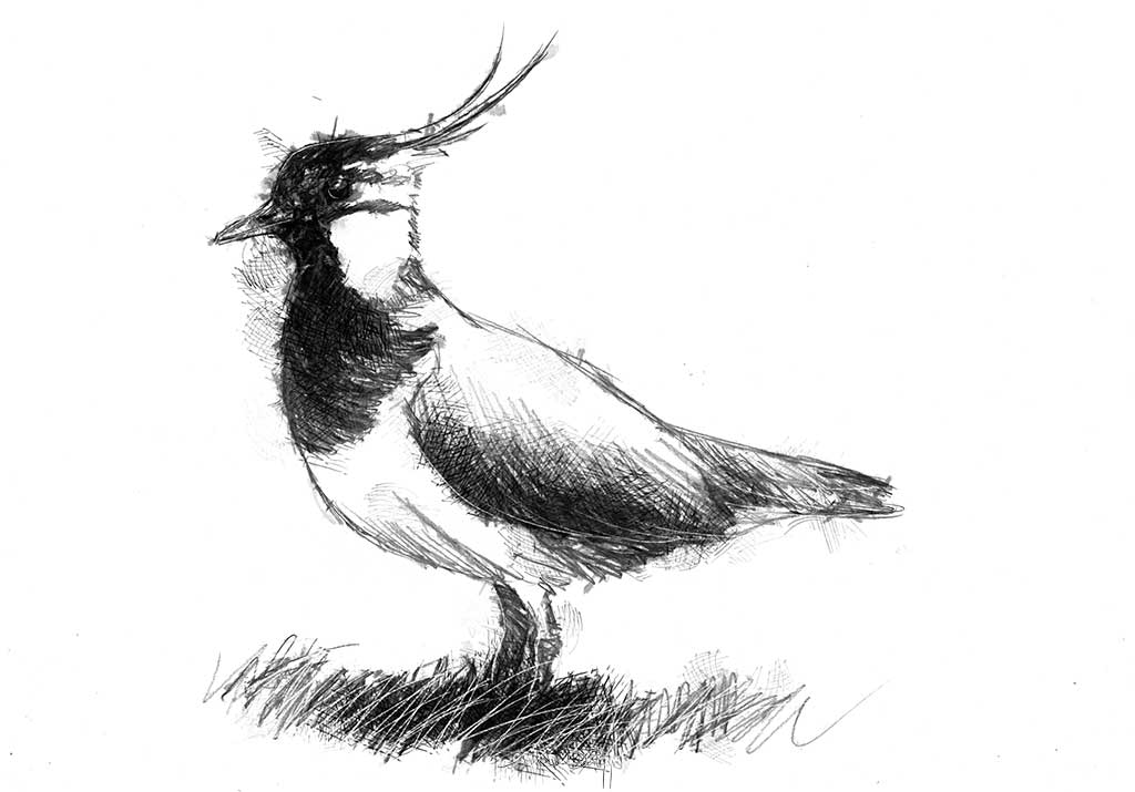 Lapwing | SeanBriggs