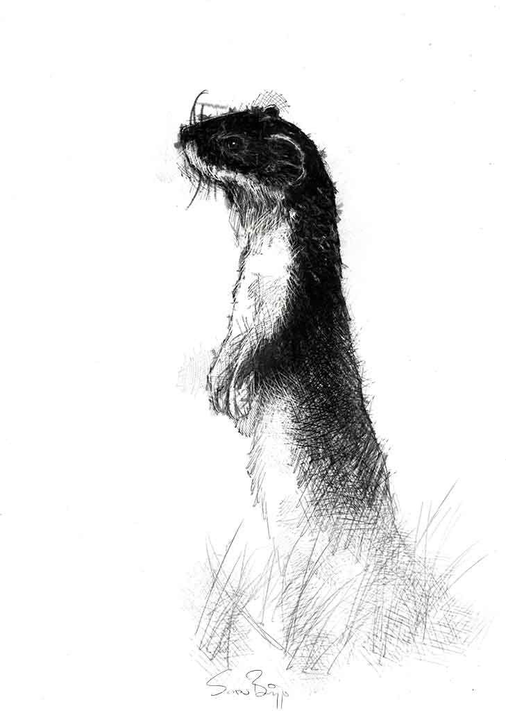 Little stoat | SeanBriggs