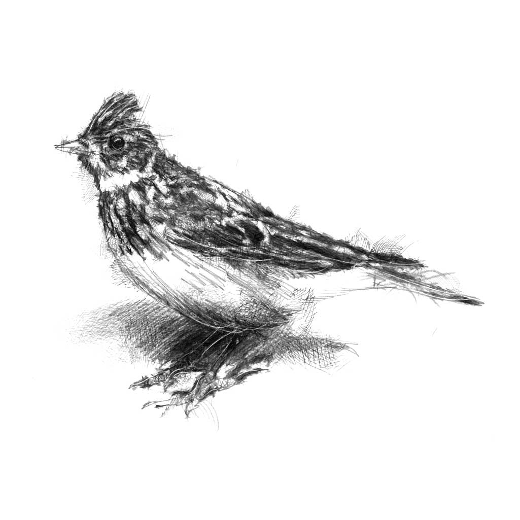 Crested lark sketch | SeanBriggs