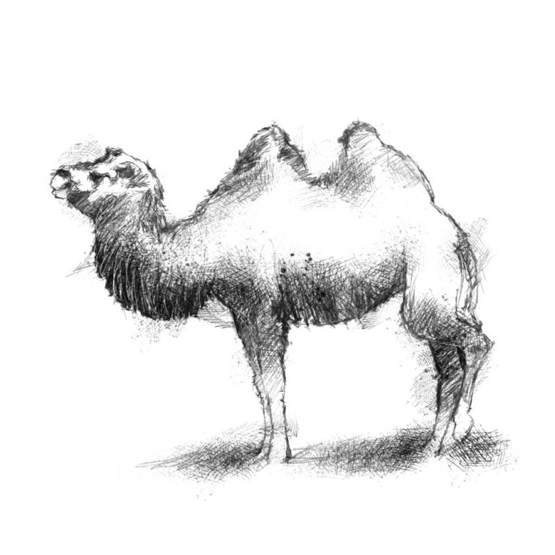 Original Camel sketch | SeanBriggs