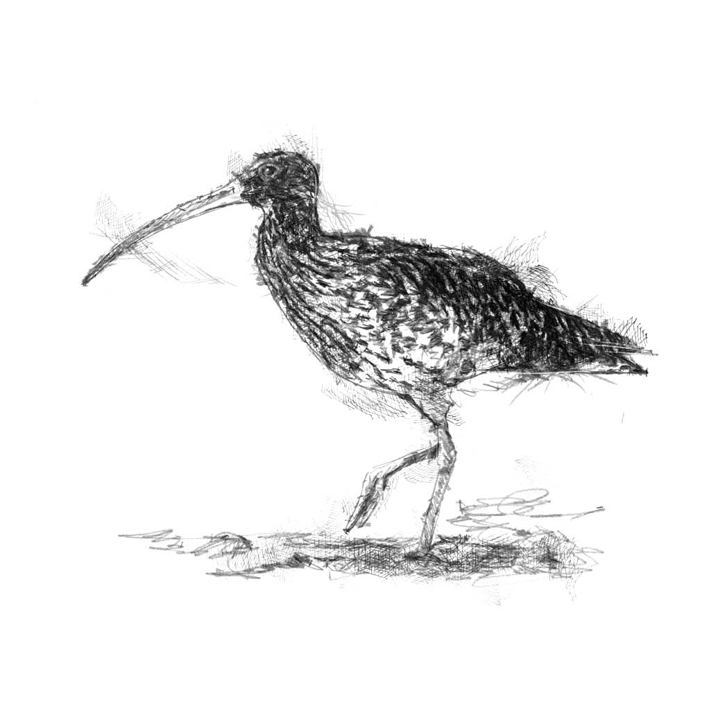Original Curlew sketch | SeanBriggs