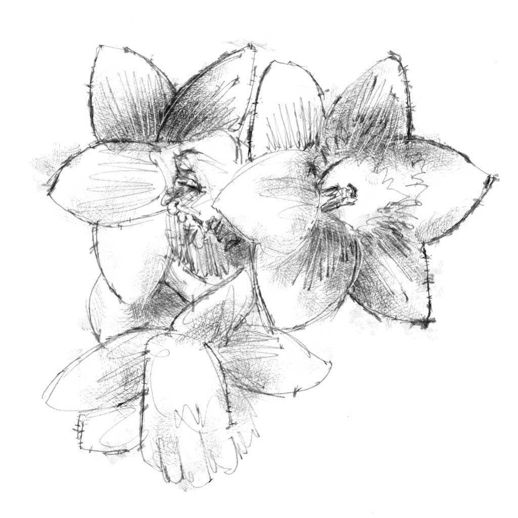 Original harebell sketch | SeanBriggs