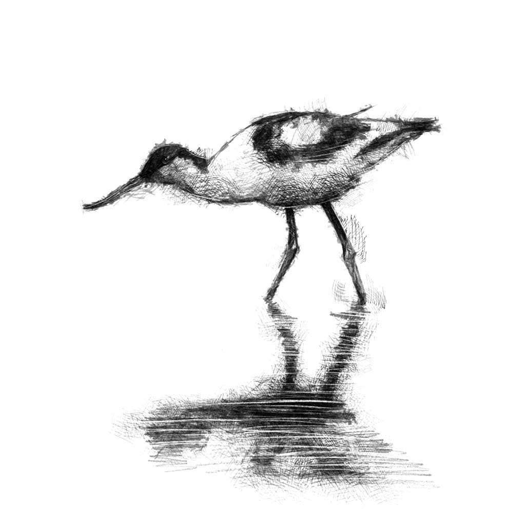 Original Avocet sketch | SeanBriggs