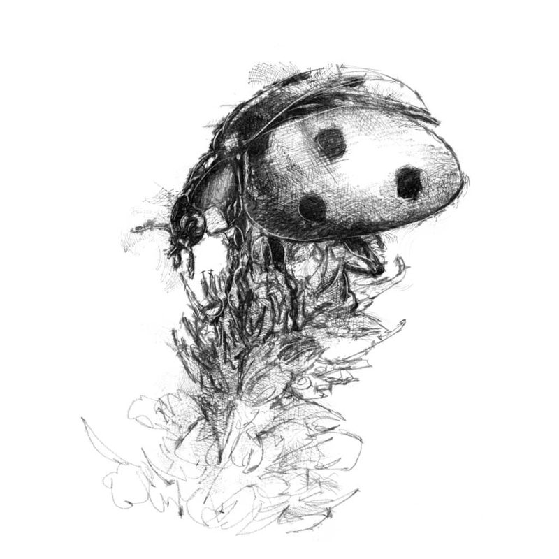 Mini beast sketches and drawings | SeanBriggs