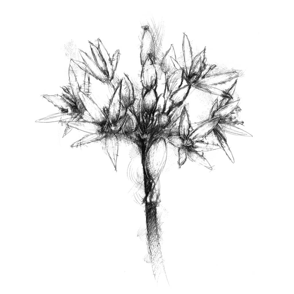 Wild garlic sketch | SeanBriggs