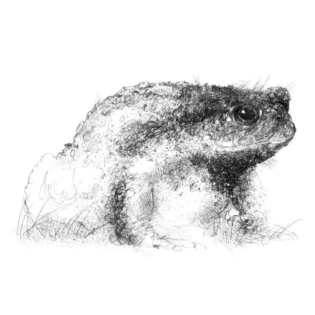 Common frog | SeanBriggs