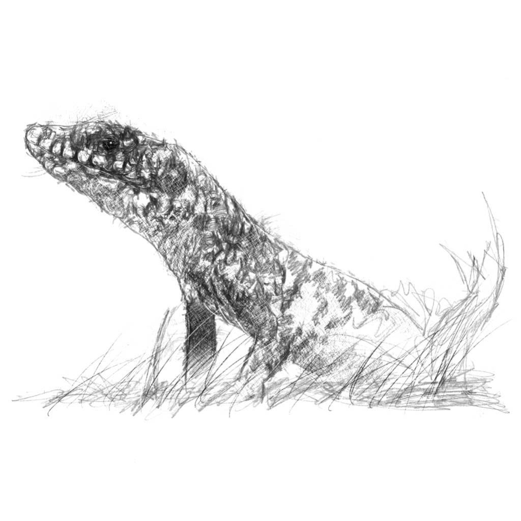 Original lizard sketch | SeanBriggs