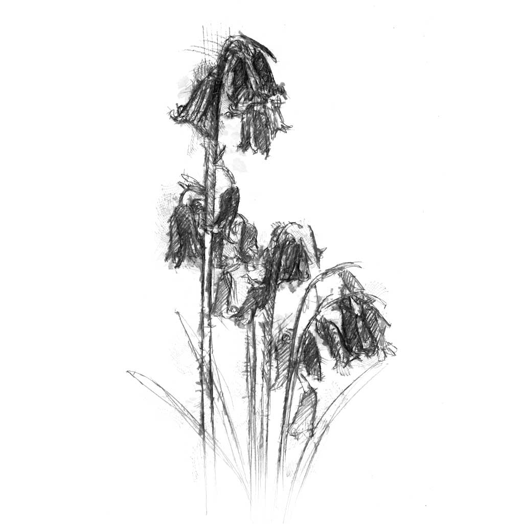 Original bluebell sketch | SeanBriggs