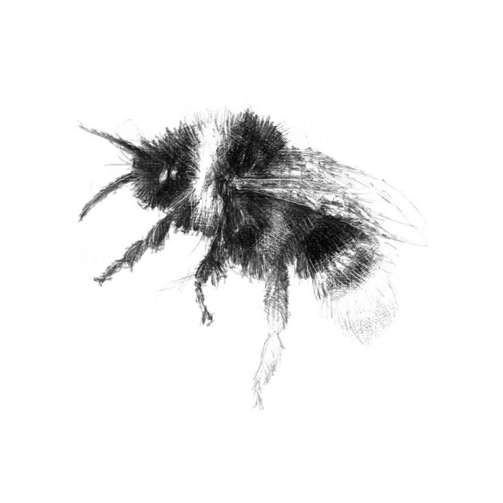 Bumble bee sketch | SeanBriggs