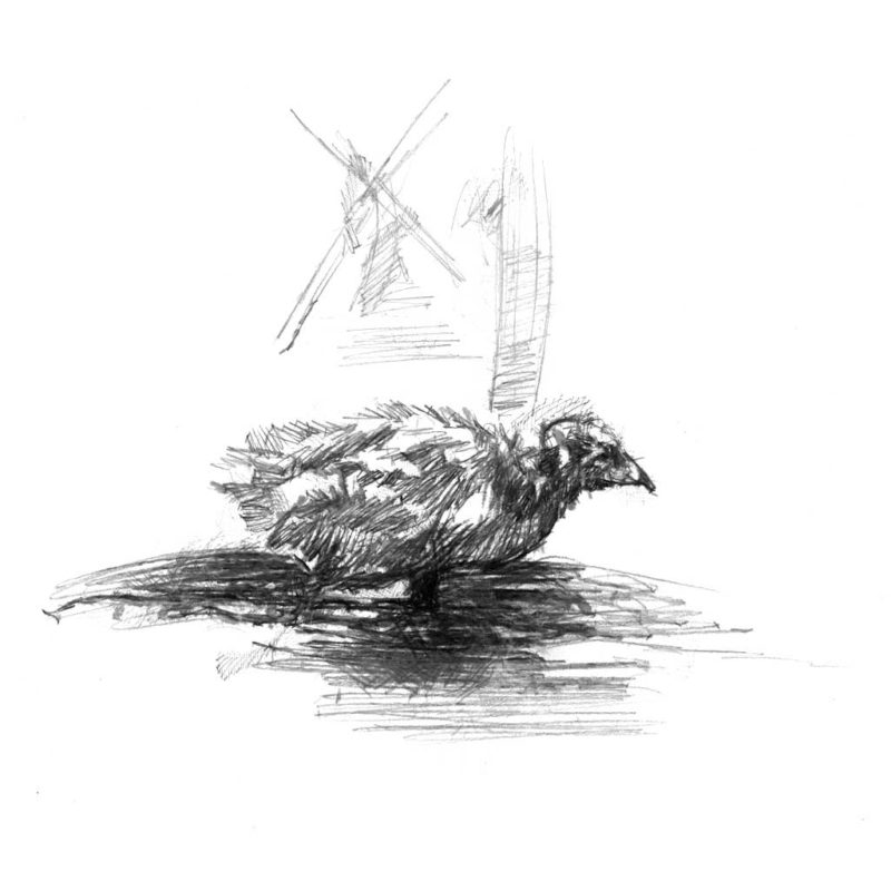 Coot chick sketch | SeanBriggs