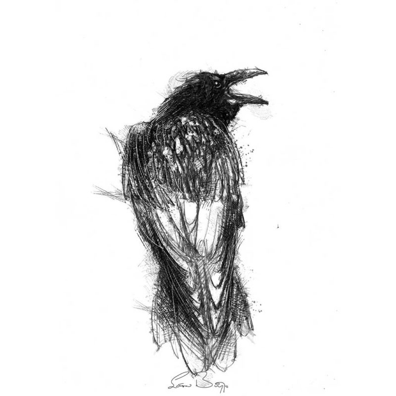 Carrion crow sketch | SeanBriggs