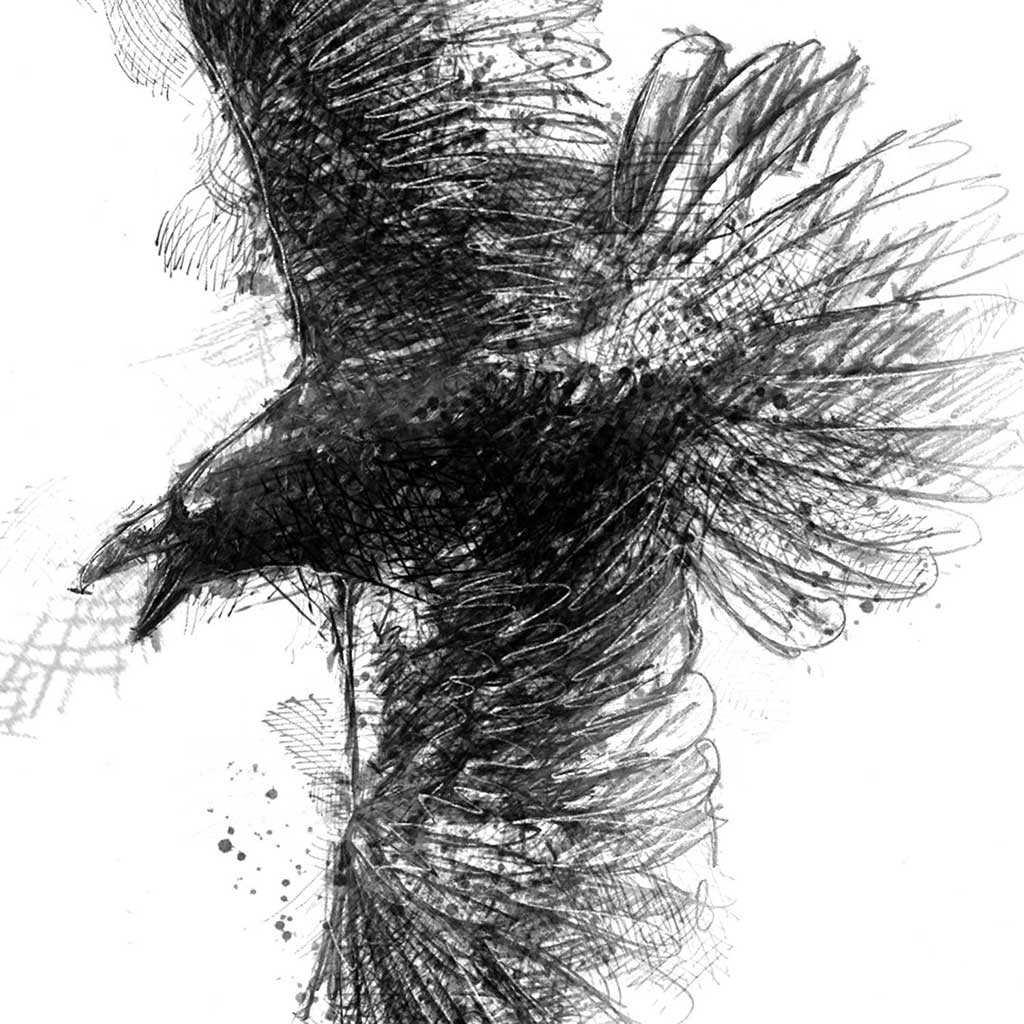 Crow flight sketch | SeanBriggs