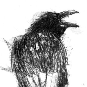 Carrion crow sketch | SeanBriggs