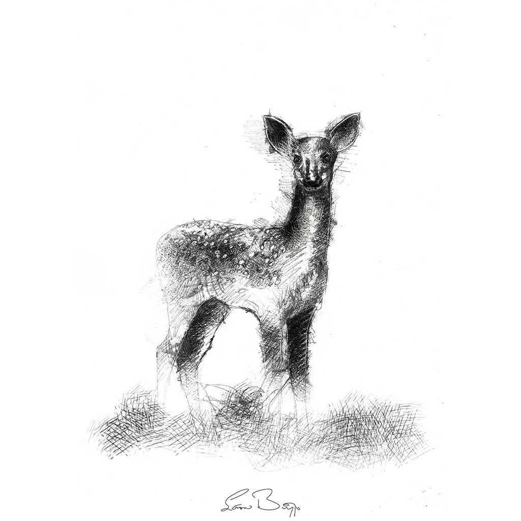 Fallow deer sketch | SeanBriggs
