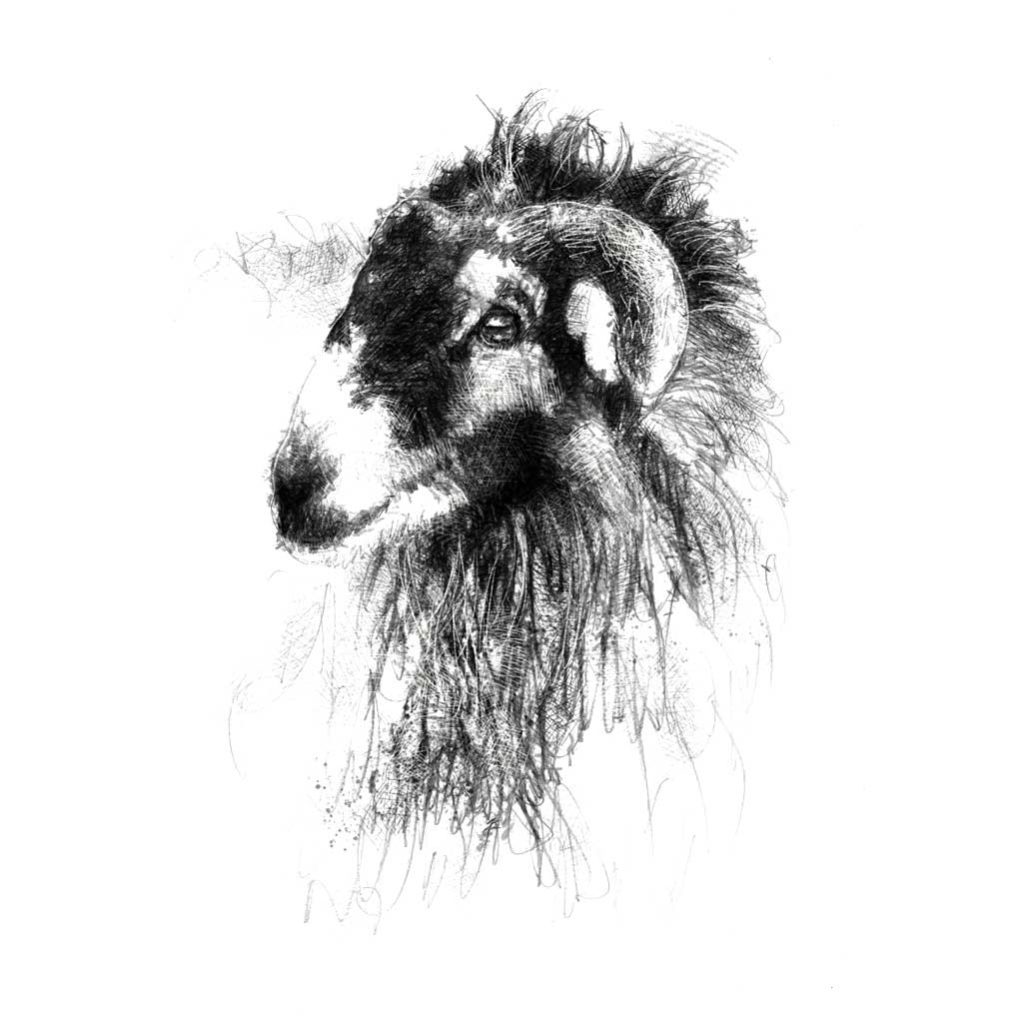 Swaledale sheep sketch | SeanBriggs