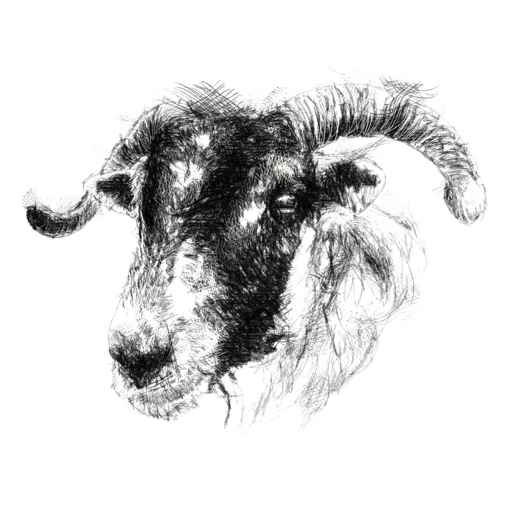 Original sketch of a ewe | SeanBriggs