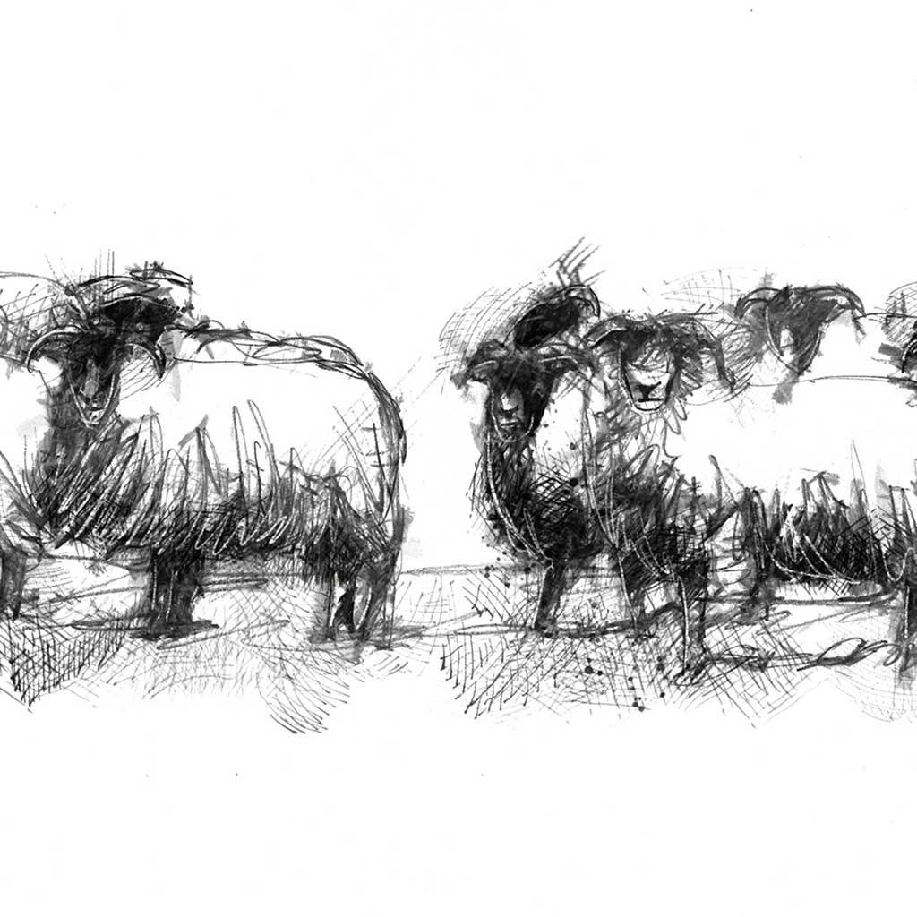 Sheep flock sketch | SeanBriggs