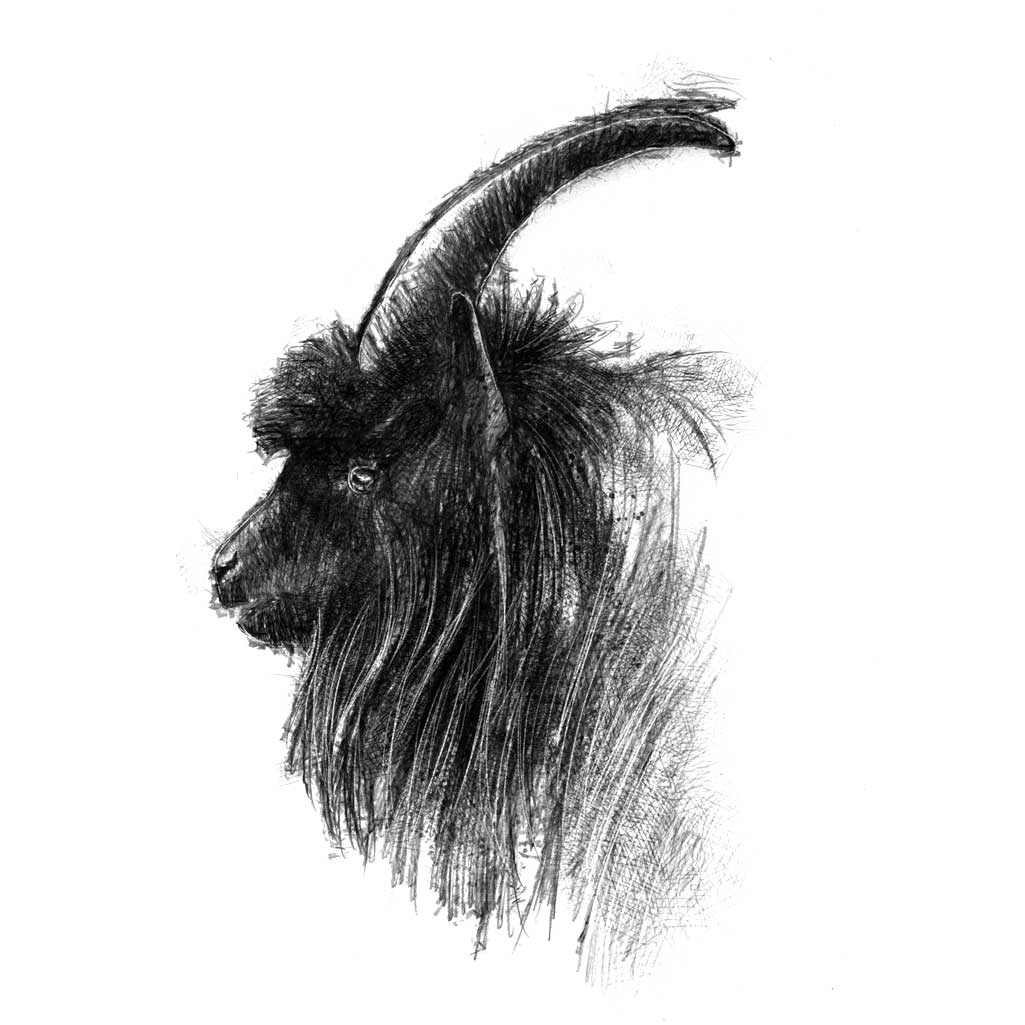 Billy goat sketch | SeanBriggs