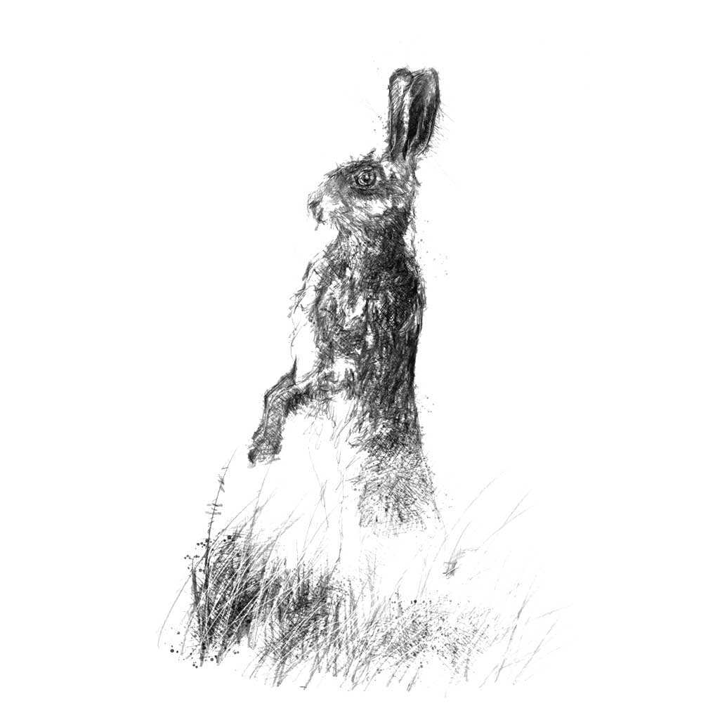 Brown hare sketch | SeanBriggs