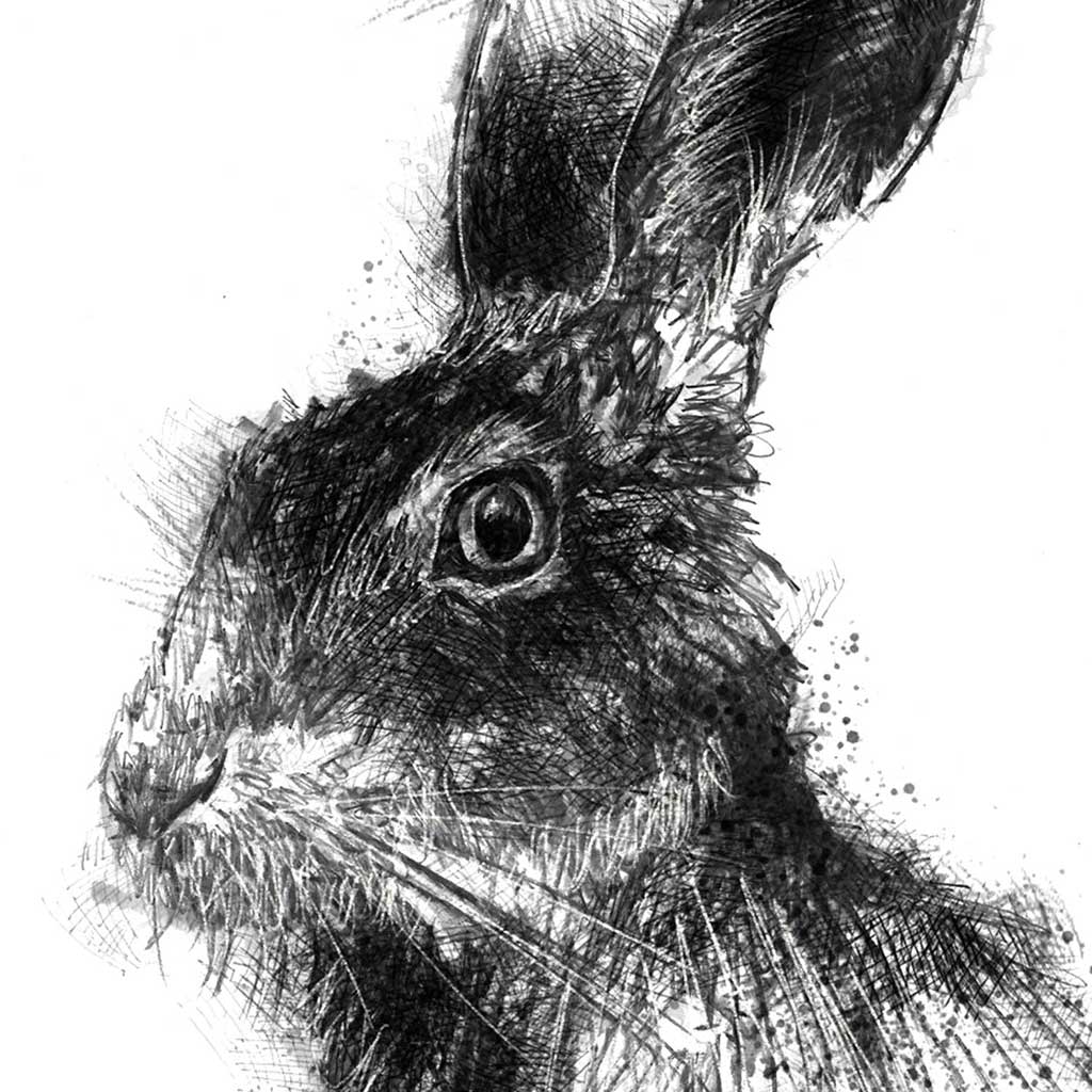 Brown hare sketch | SeanBriggs