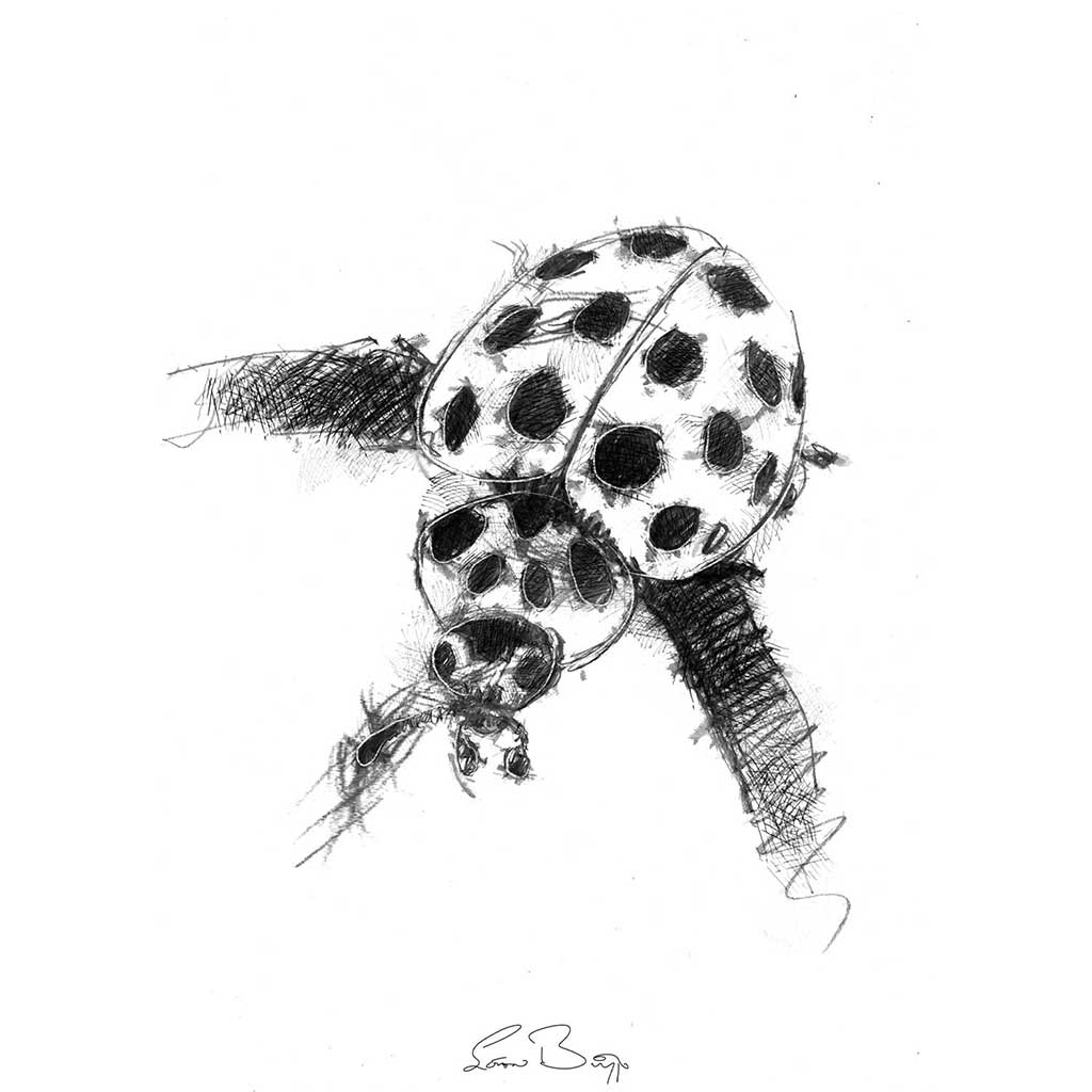 Ladybird sketch | SeanBriggs