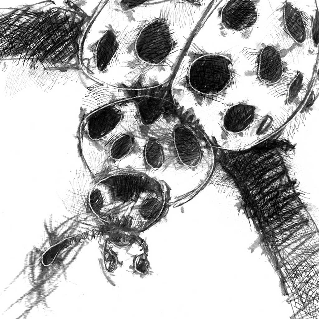 Ladybird sketch | SeanBriggs
